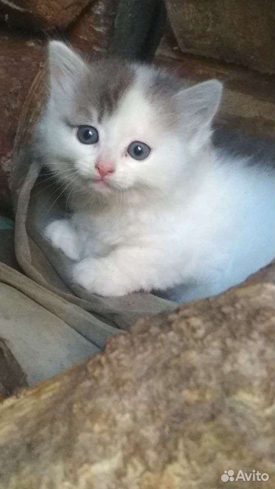 Кошка и котята