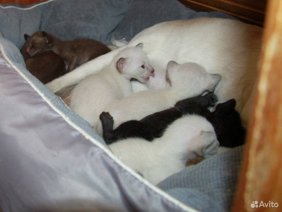 Ориенталы и Сиамоориенталы котята