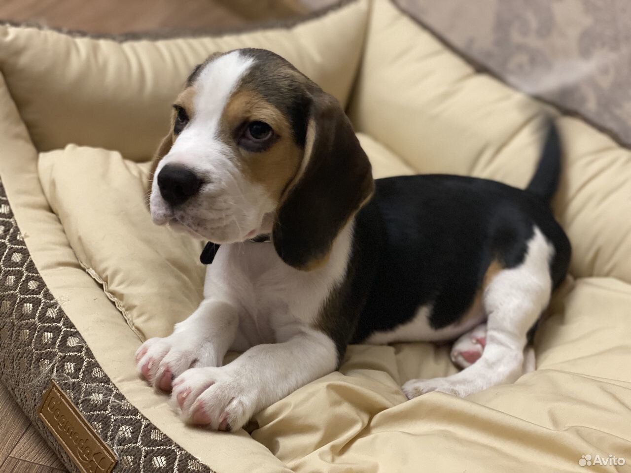 Щенок Бигль