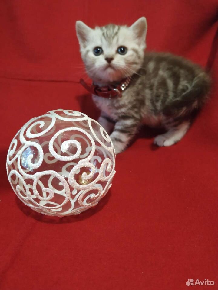 Шотландские клубные шикарные котята