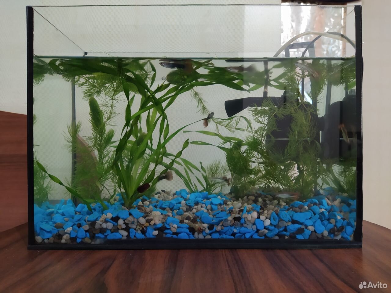 Аквариум