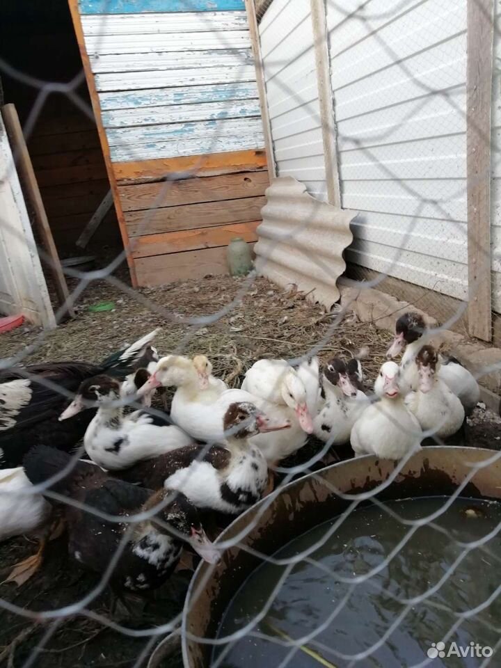 Продам утят (шептуны)