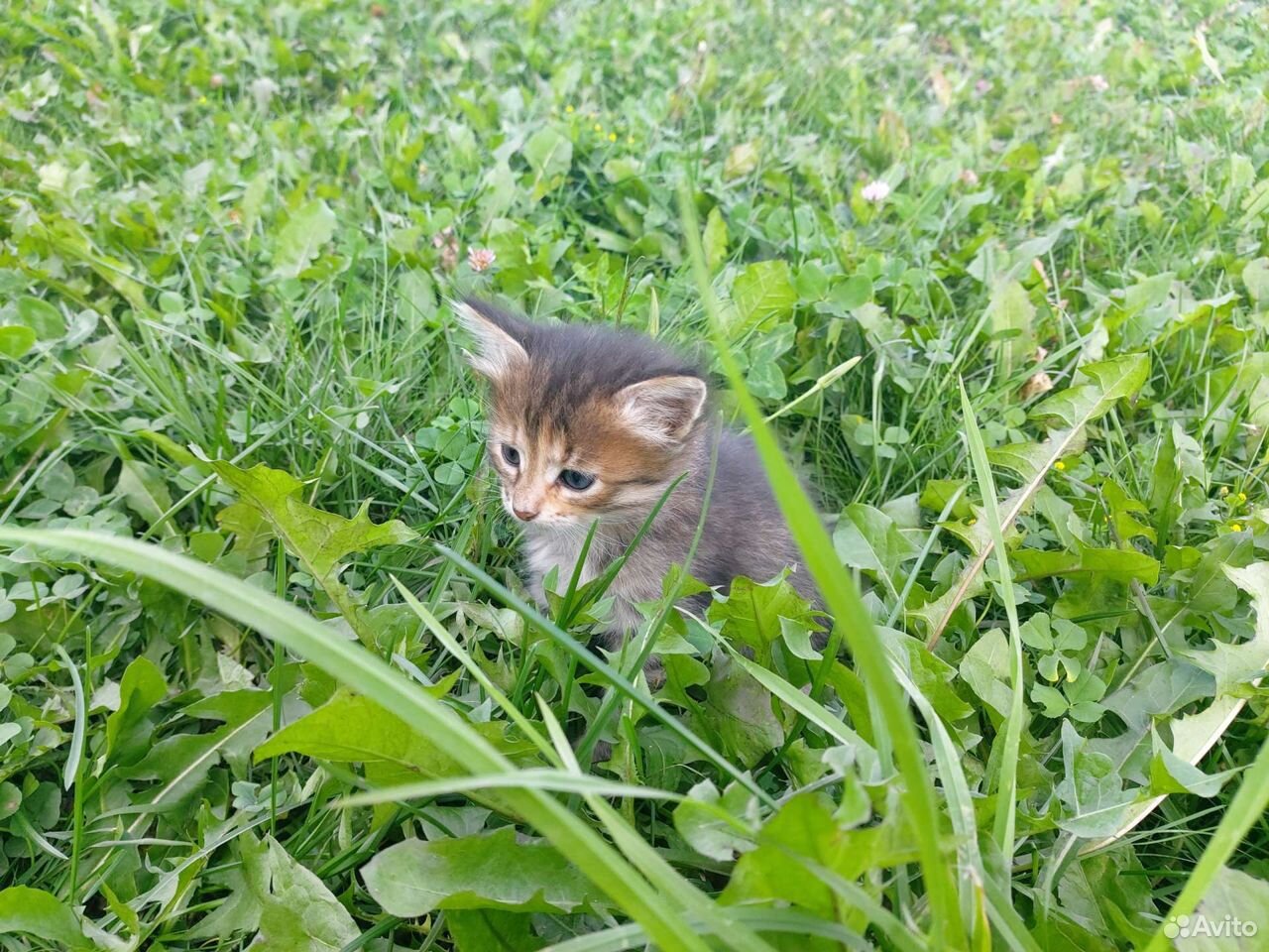 Котята-мышеловы