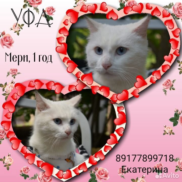 Кошечка в добрые руки