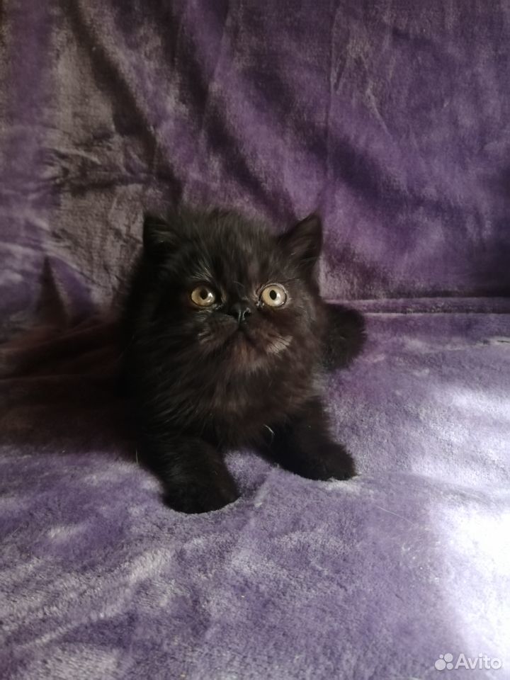 Котики экзотики