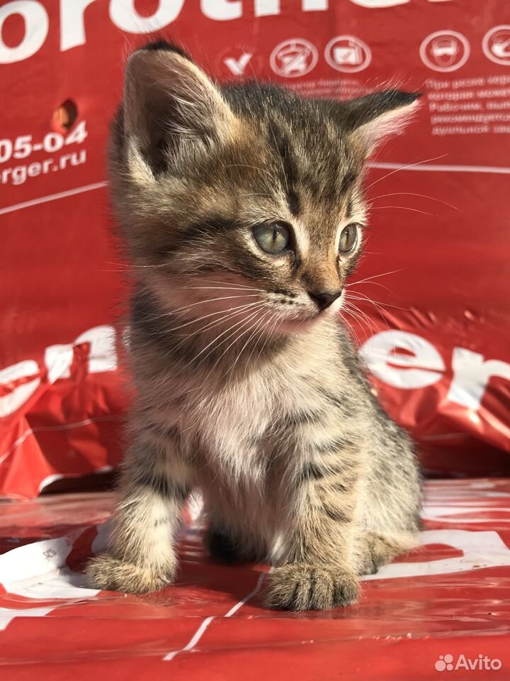 Котята в добрые руки, 3 мальчика, 2 серые девочки