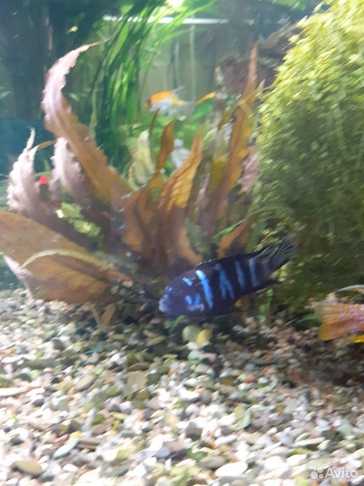 Рыбы демасони