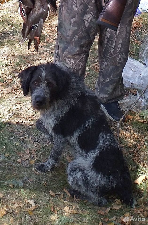 Собака