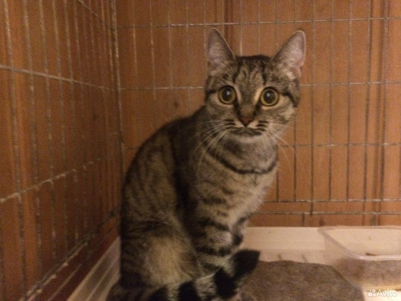 Кошечка нуждается в спасении