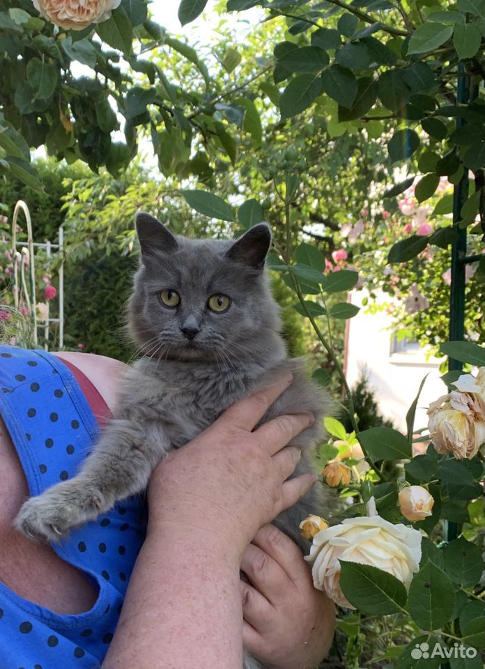 Отдаю кошечку дымчатую Соню в добрые руки