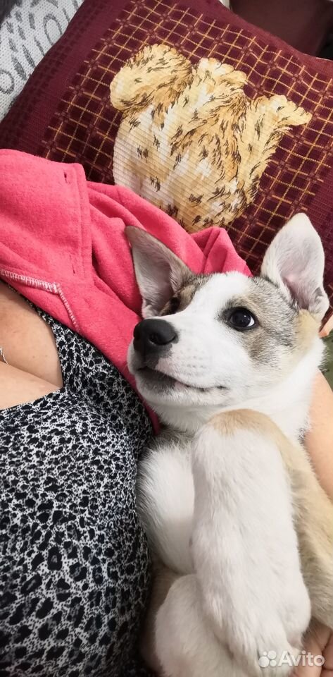 Ищем Мам и Пап для нашего Чуда