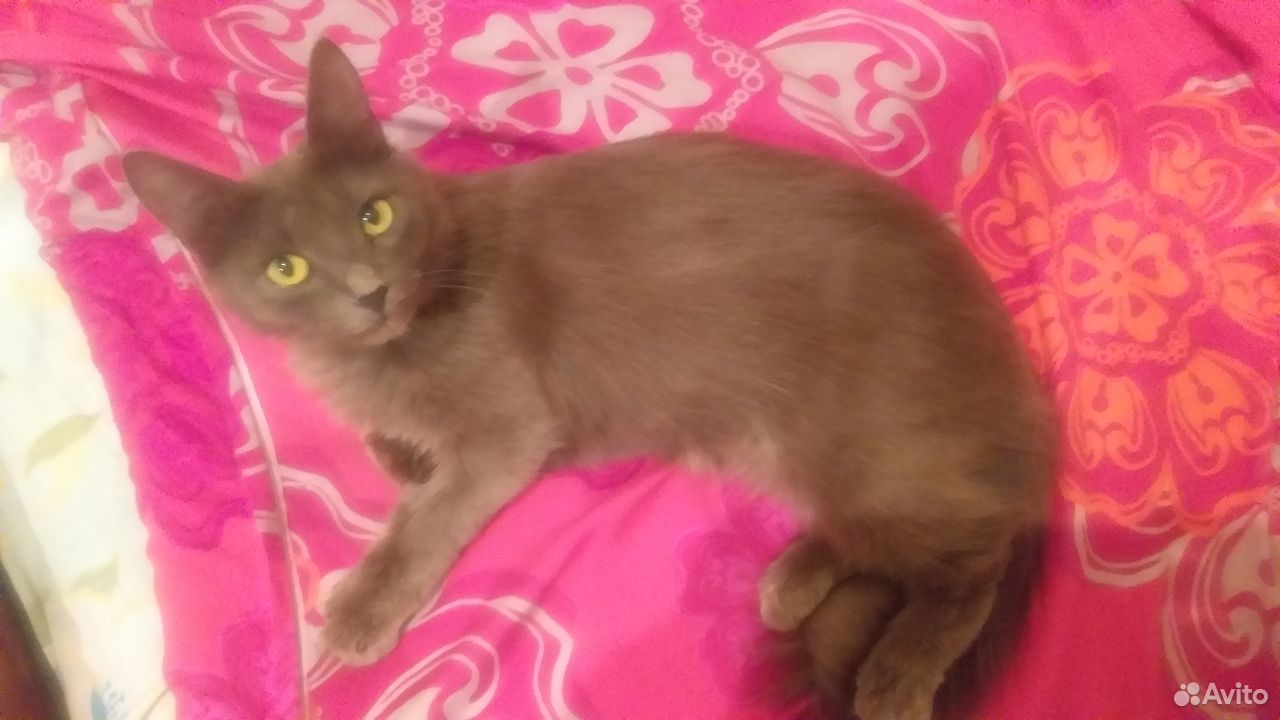 Дымчатая кошечка