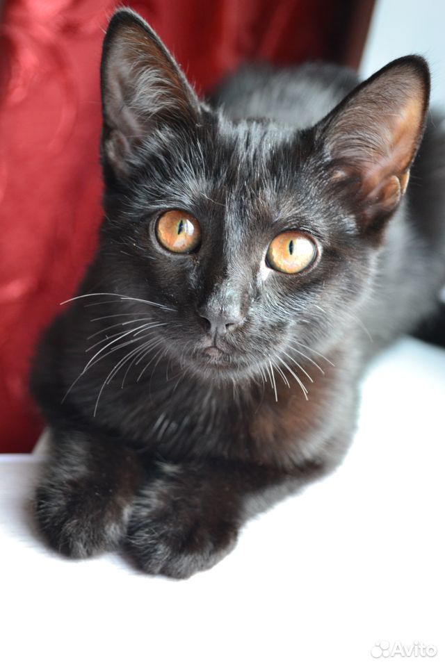 Отдам котенка