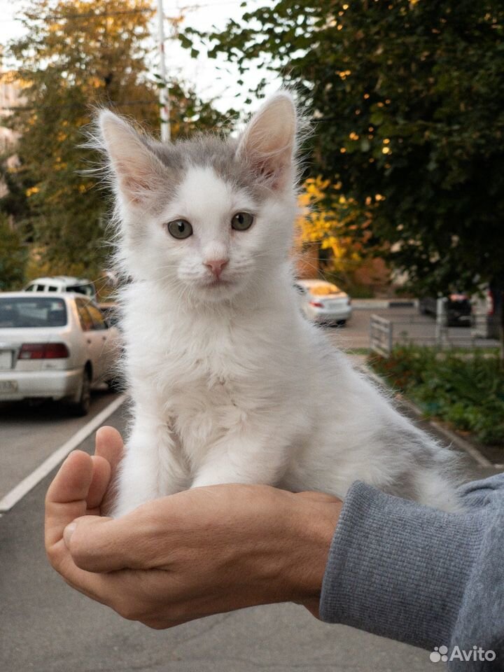 Котёнок