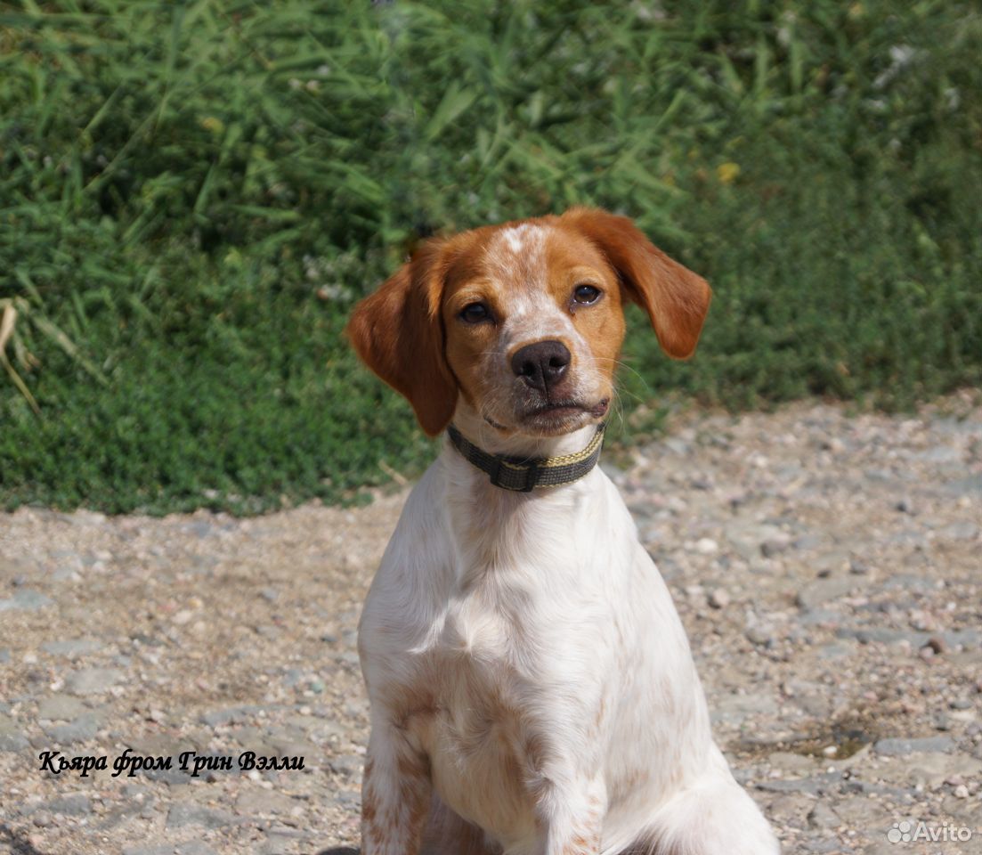 Предлагается 6 месячный щенок эпаньол бретона