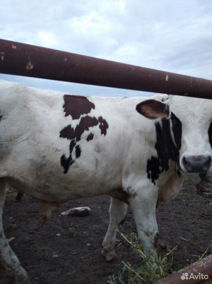 Бычки телята