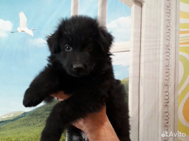 Щенок немец