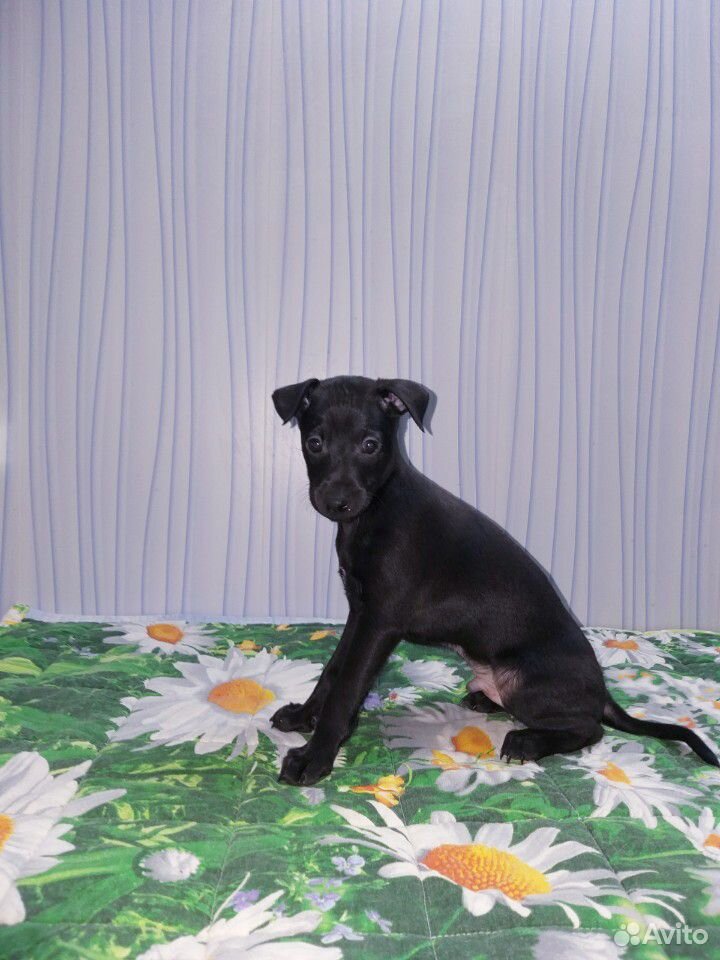 Левретка, мальчик