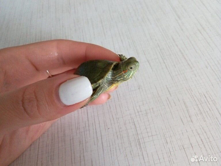 Красноухая чепепашка