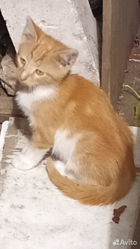 Рыжик 3 мес в добрые руки