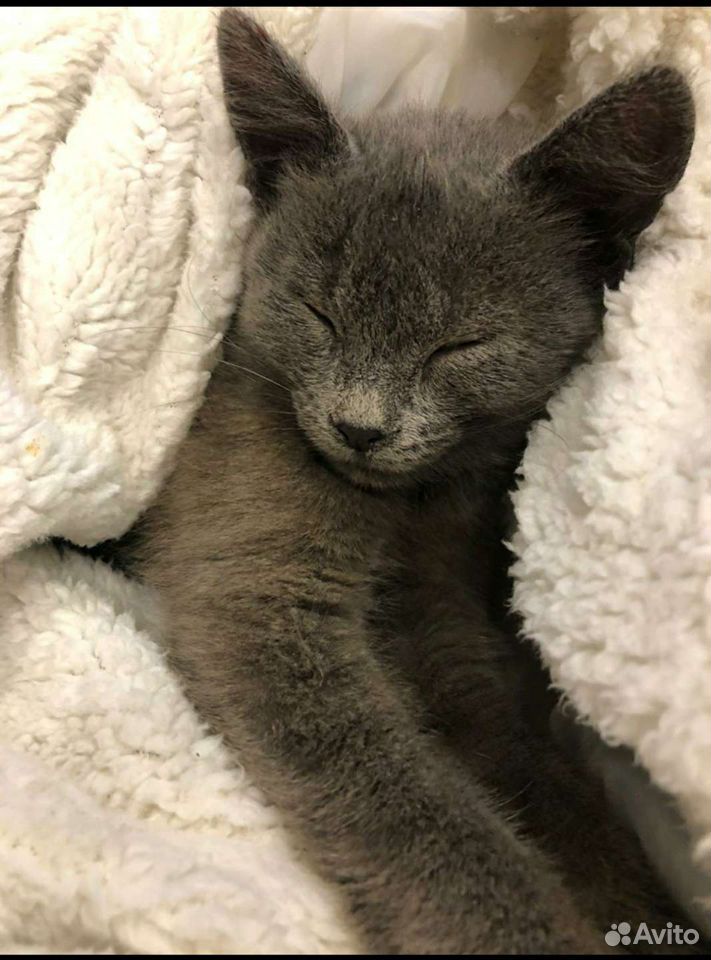 Котенок, девочка