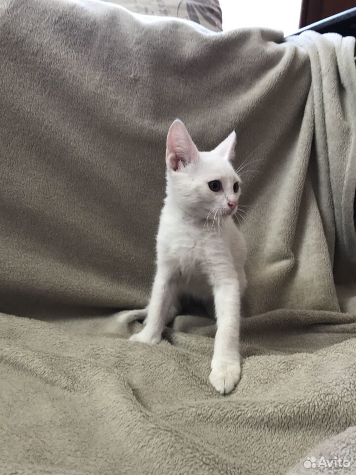 Мальчики турецкая Ангора