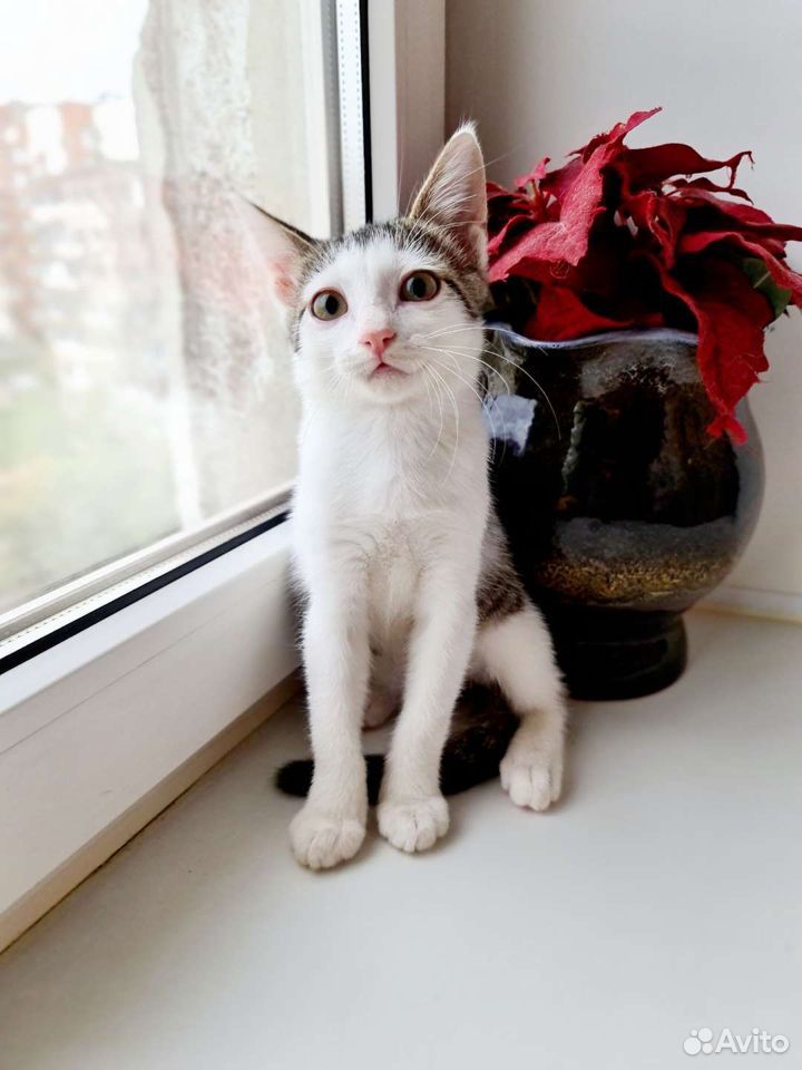 Котенок мальчик белый с тигровым 3 месяца