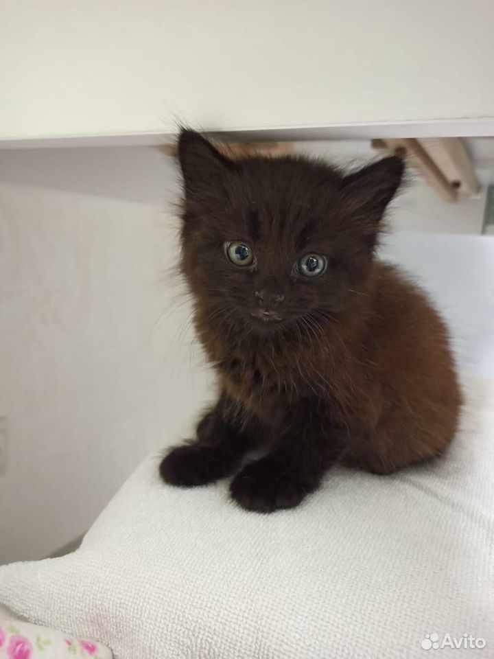 Котенок ищет дом
