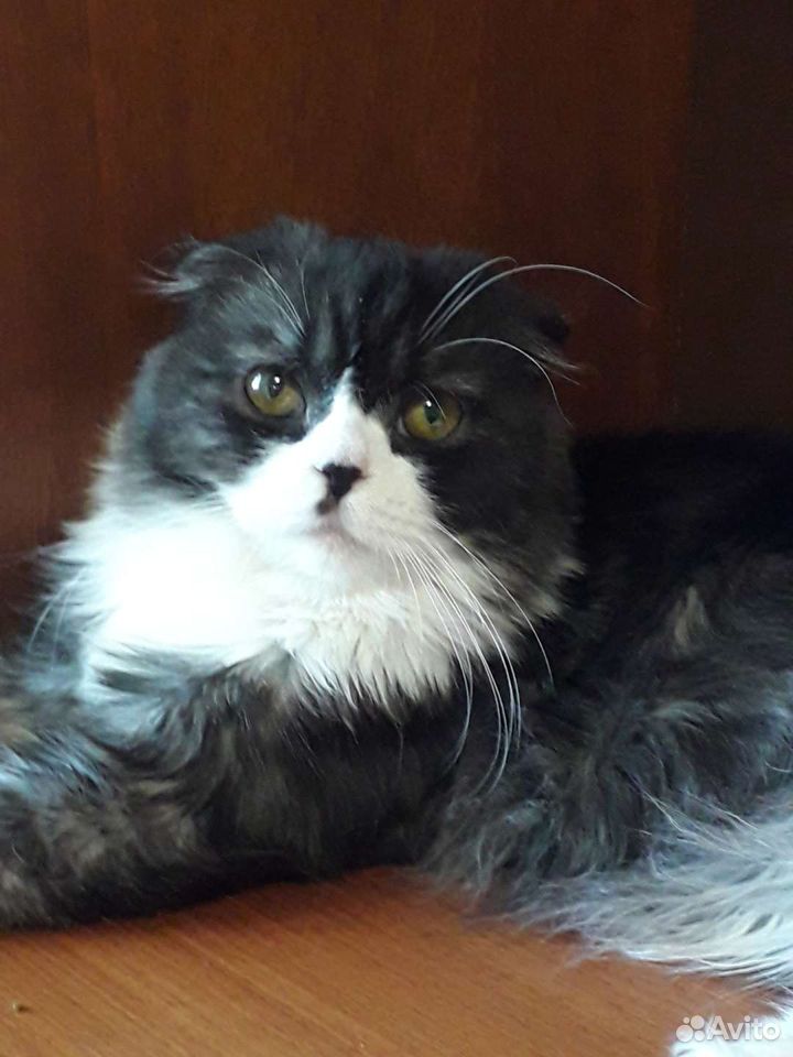 Шотландская