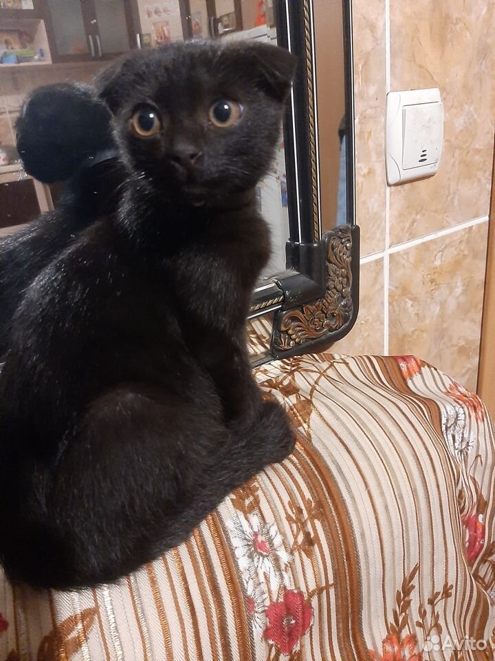 Котенок (кот), в добрые руки. Шубка черная воспита