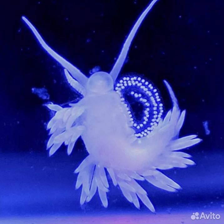 Бергии, голожаберник бергия, поедатель айптазий