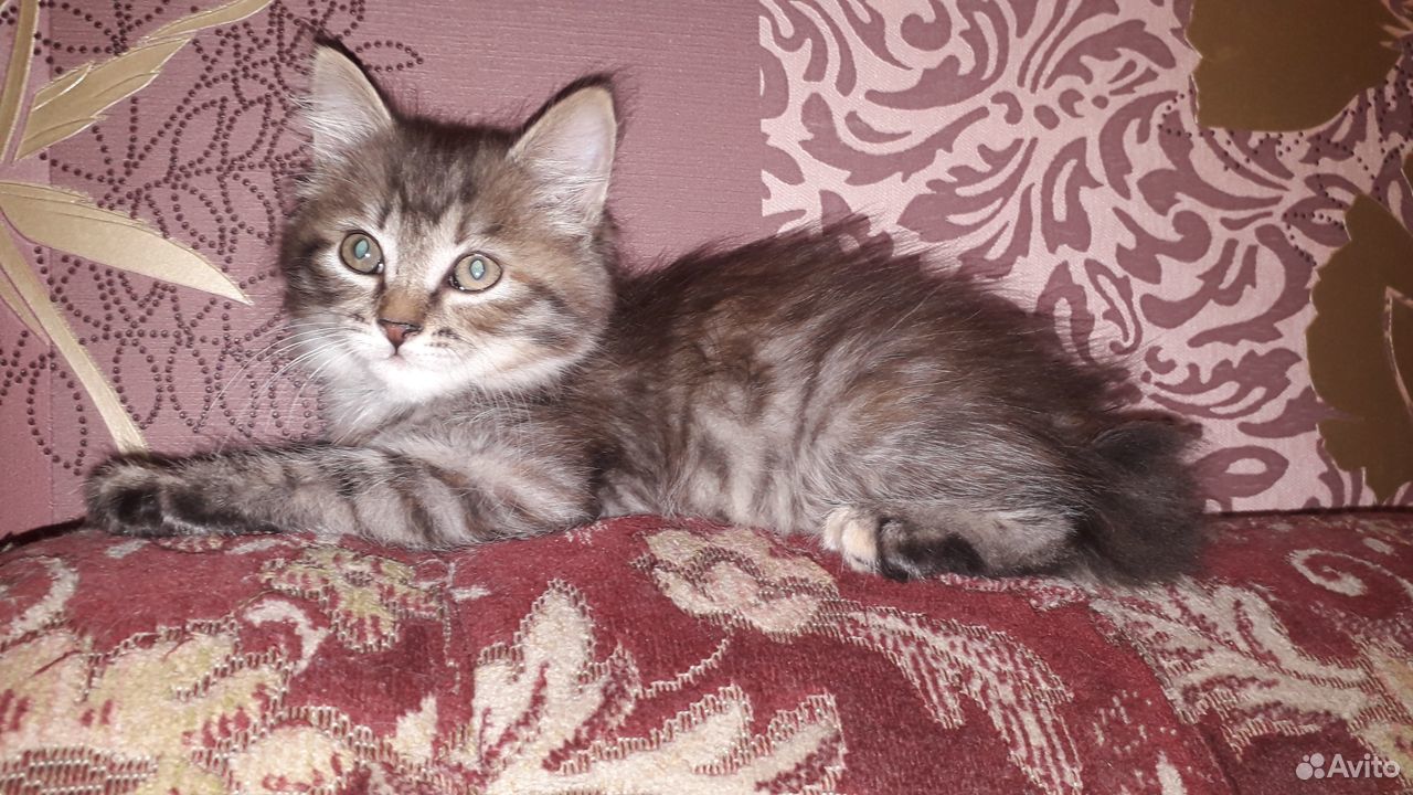 Кошечка 2мес