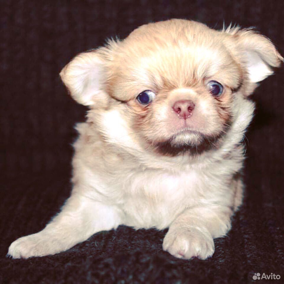 Чихуахуа маленькое Чудо