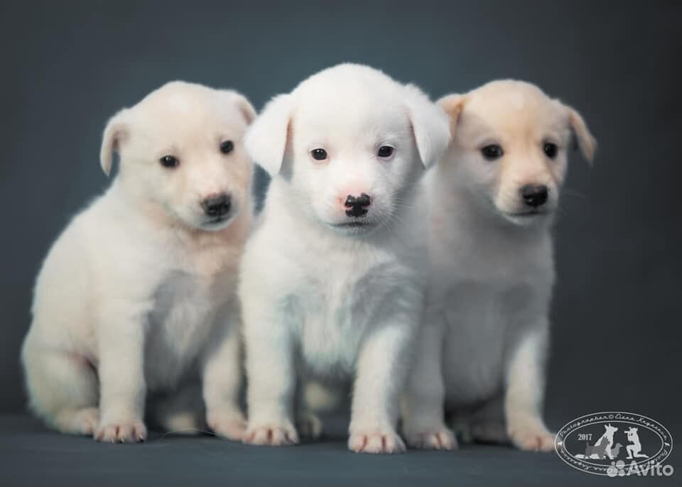 Отдам красивых щенков