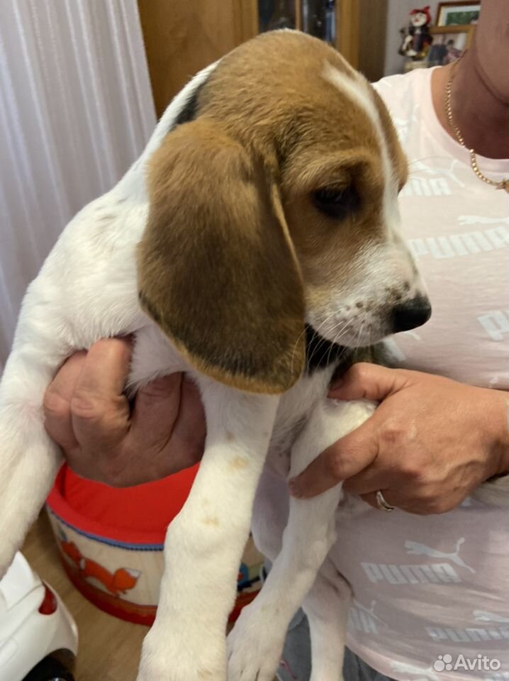 Щенок эстонской гончей