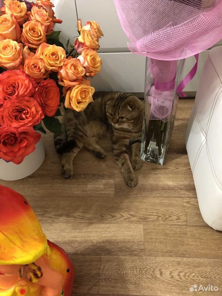 Шотландский кот,вязка