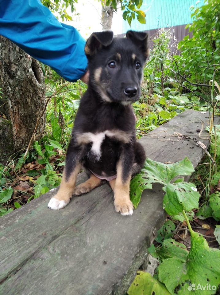 Восточноевропейская овчарка