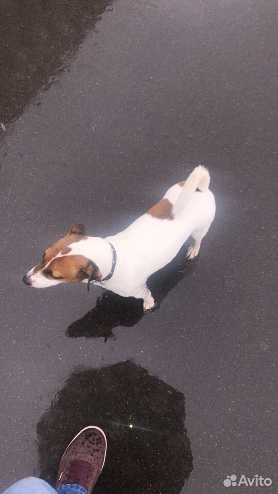 Джек Рассел терьер