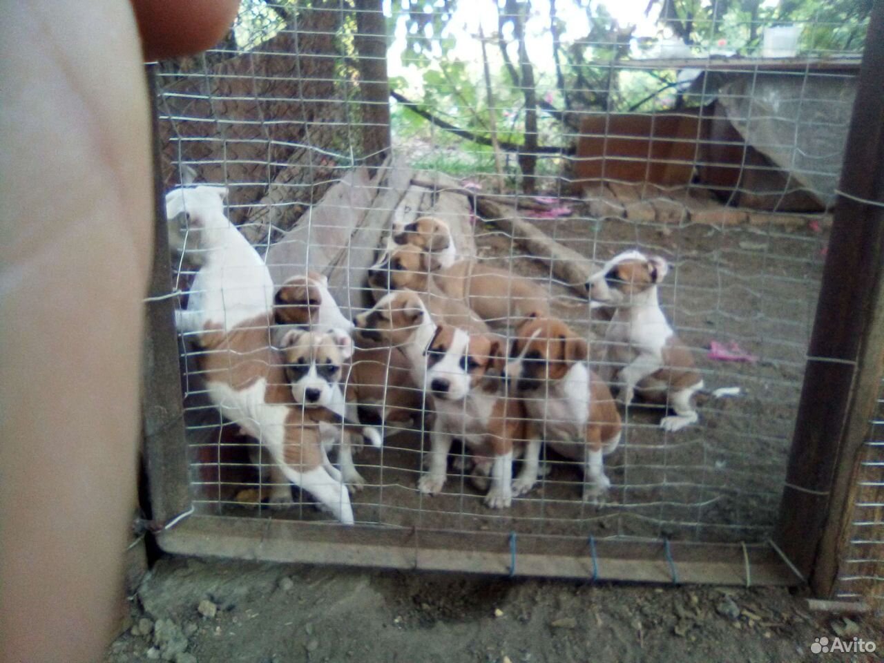 Щенки стаффа