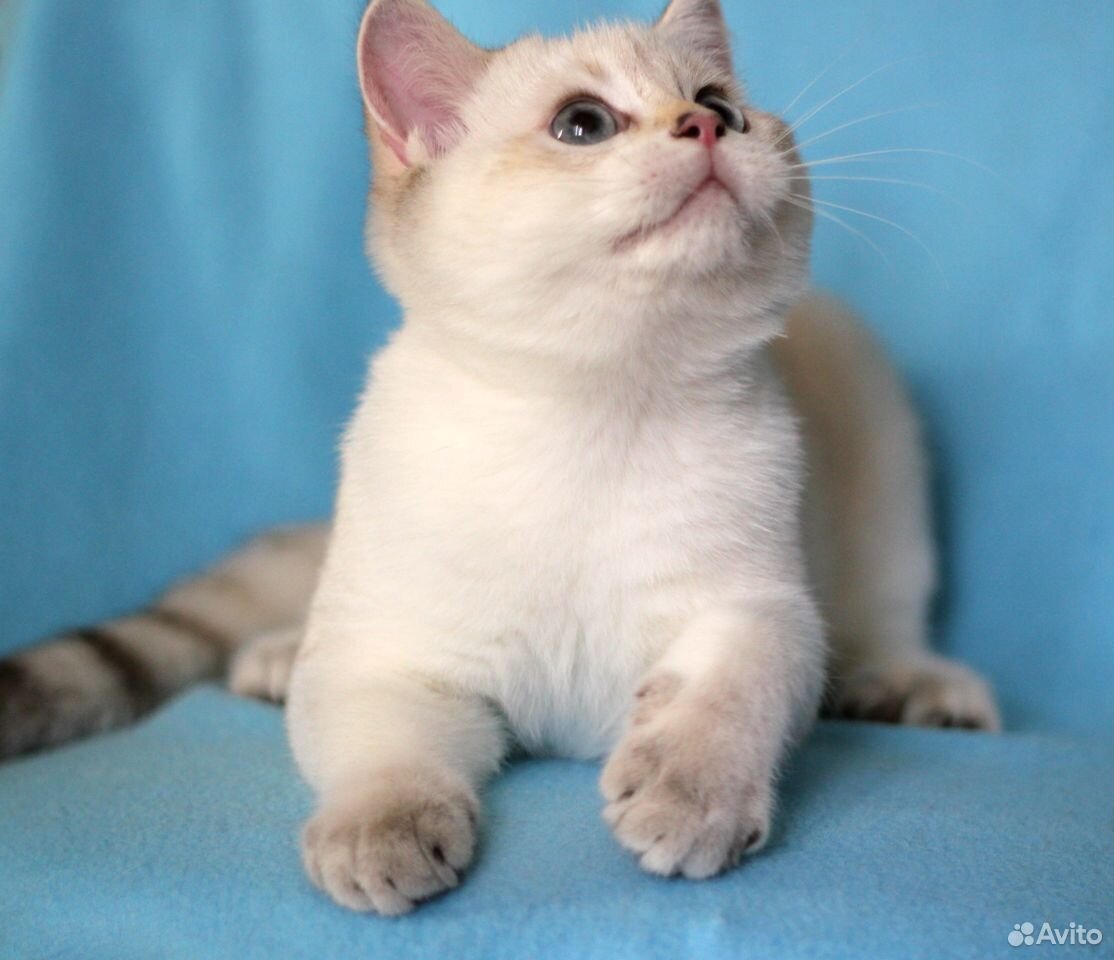 Люксовый мальчик Рафаэль BRI ny1133