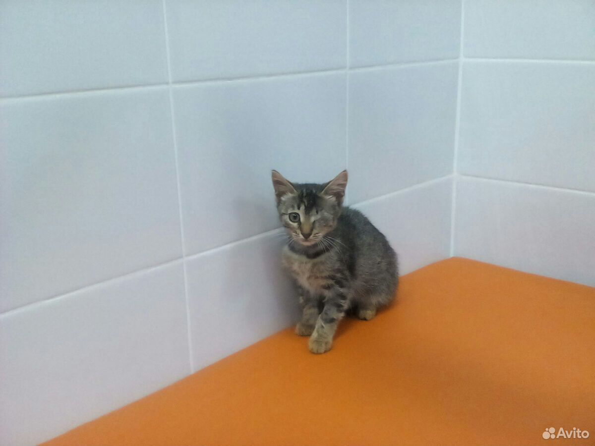 Котенок в добрые руки