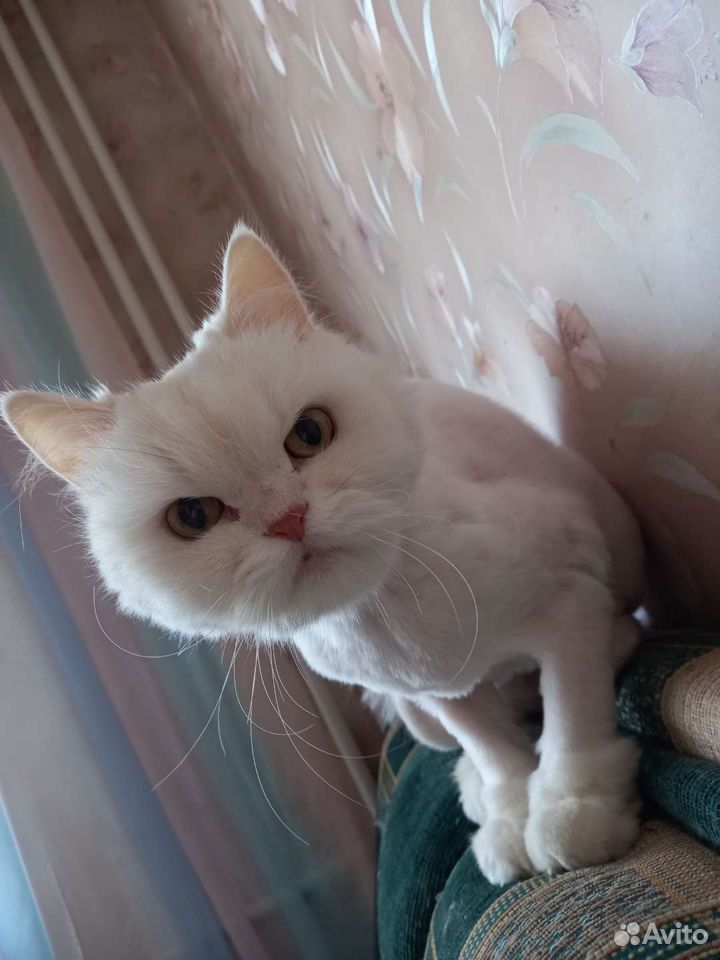 Кот персидский