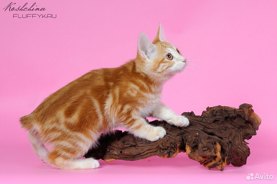 Ushiko Legenda Kuril - яркая красавица