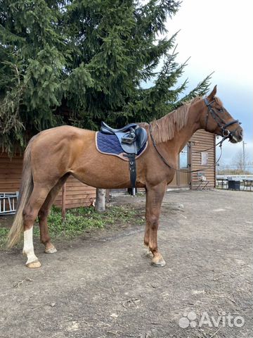 Голштинская кобыла