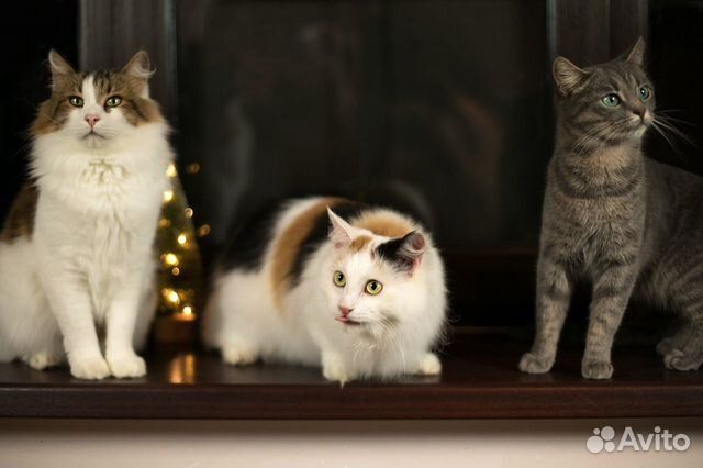 Шткарная Монро ищет дом