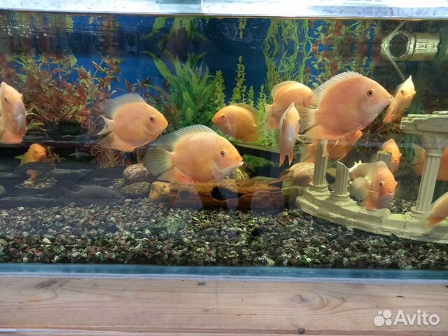 Северум красноточечный