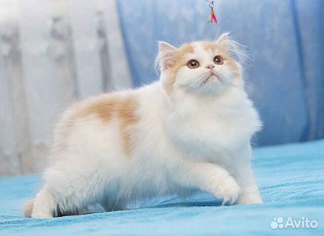 Шотландский котенок, Хайленд Страйт