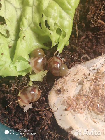 Детки улитки Ахатины Ахахатины