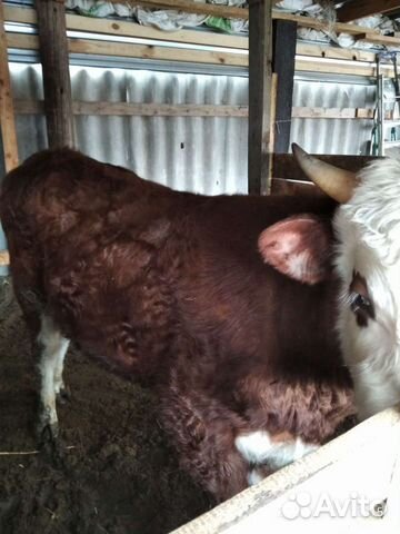 Корова и тёлочка