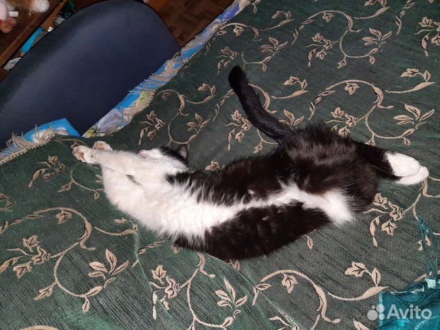 Кошка